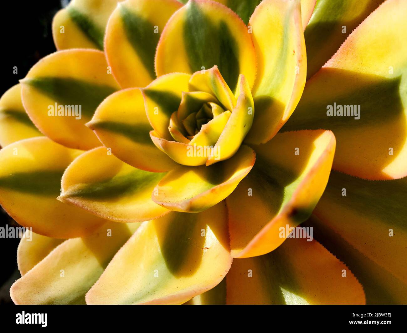 A copper pinwheel succulent, Aeonium sunburst Stock Photo - Alamy