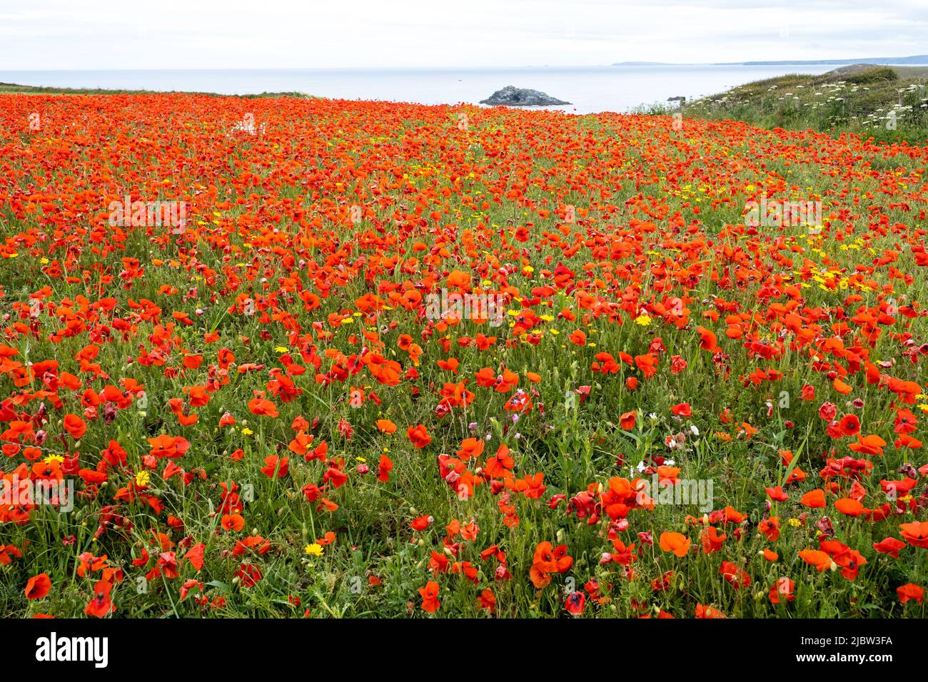 Poppy fields in full glory hi-res stock photography and images - Alamy