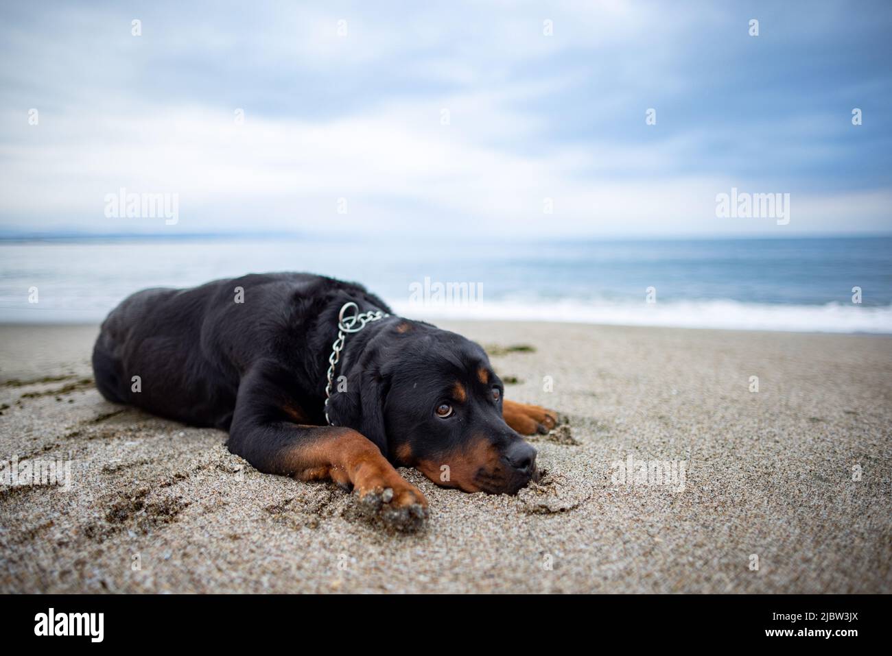A sad beautiful attentive dog of the Rottweiler breed lies on a sandy ...