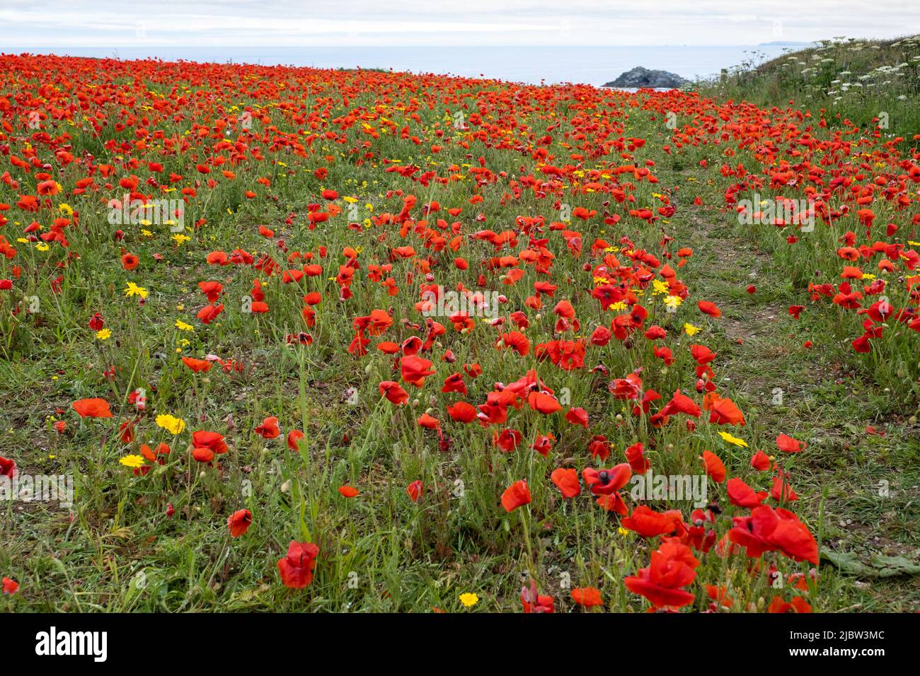Vast poppy fields in full bright red glory at West Pentire, above Polly ...
