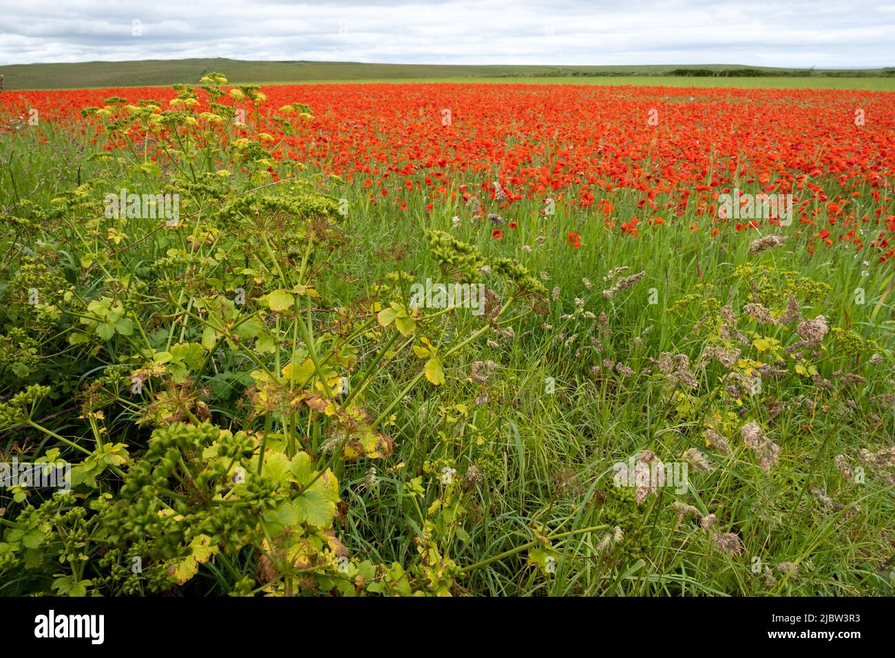 Vast poppy fields in full bright red glory at West Pentire, above Polly ...