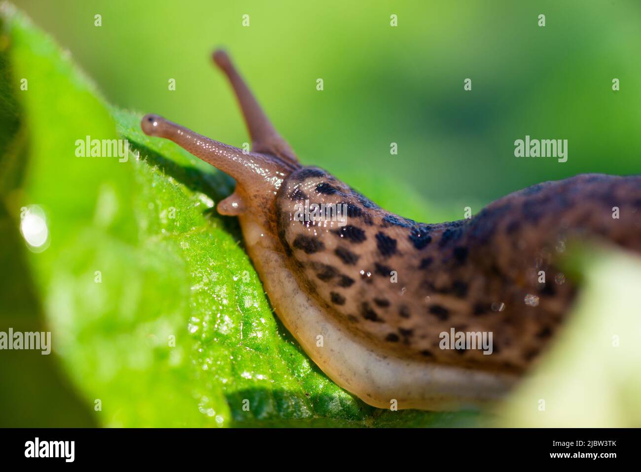 Limax maximus leaf hi-res stock photography and images - Alamy