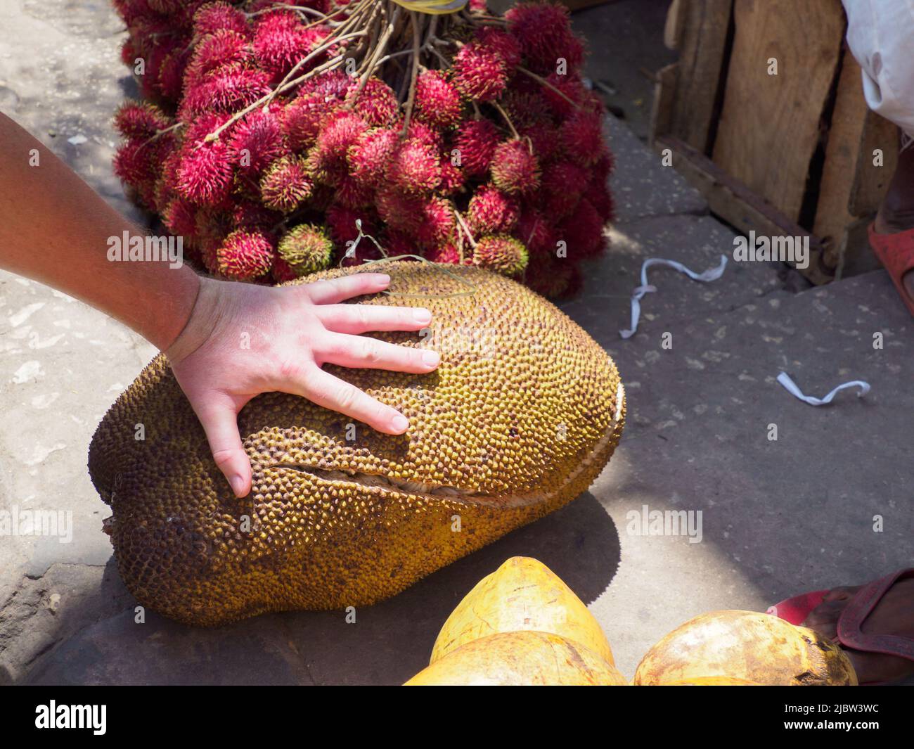 Hand against the background of a huge fruit jackfruit - the fruit of ...