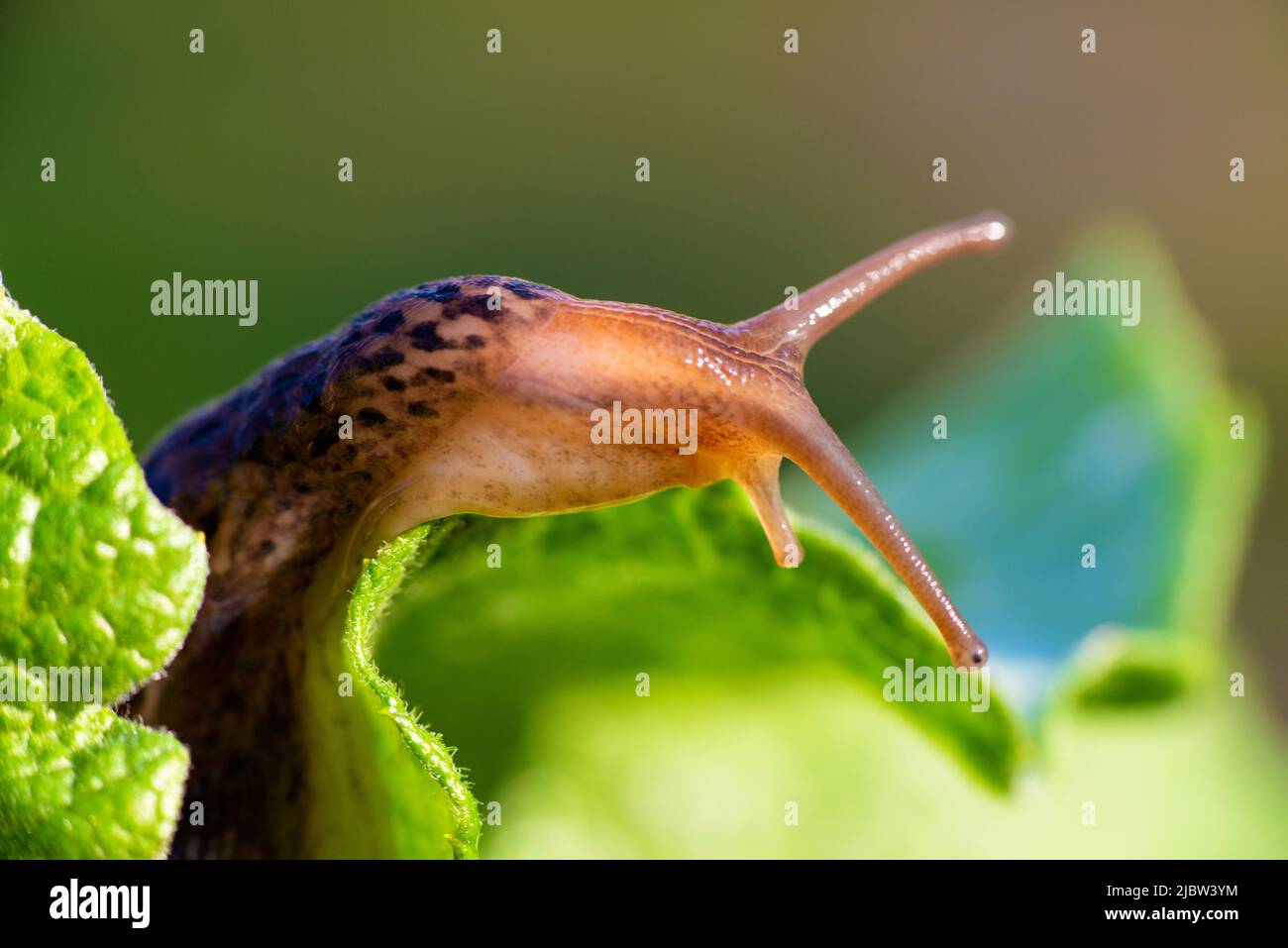 Limax maximus leaf hi-res stock photography and images - Alamy