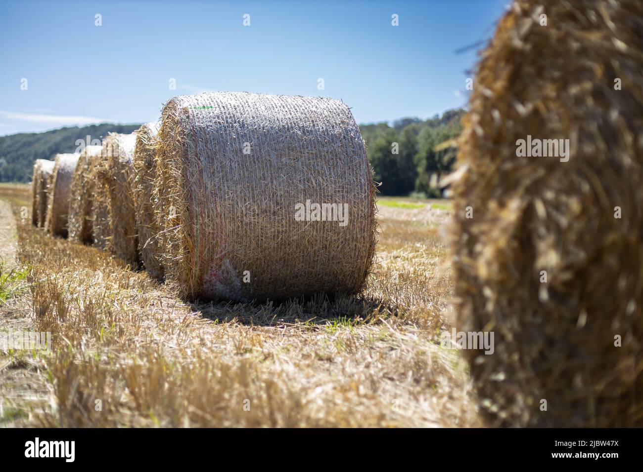 Strawfield hi-res stock photography and images - Alamy