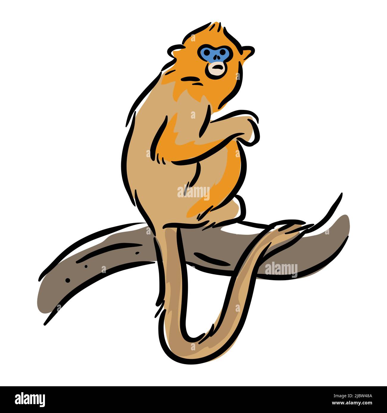 Golden lion tamarin vector vectors hi-res stock photography and images ...