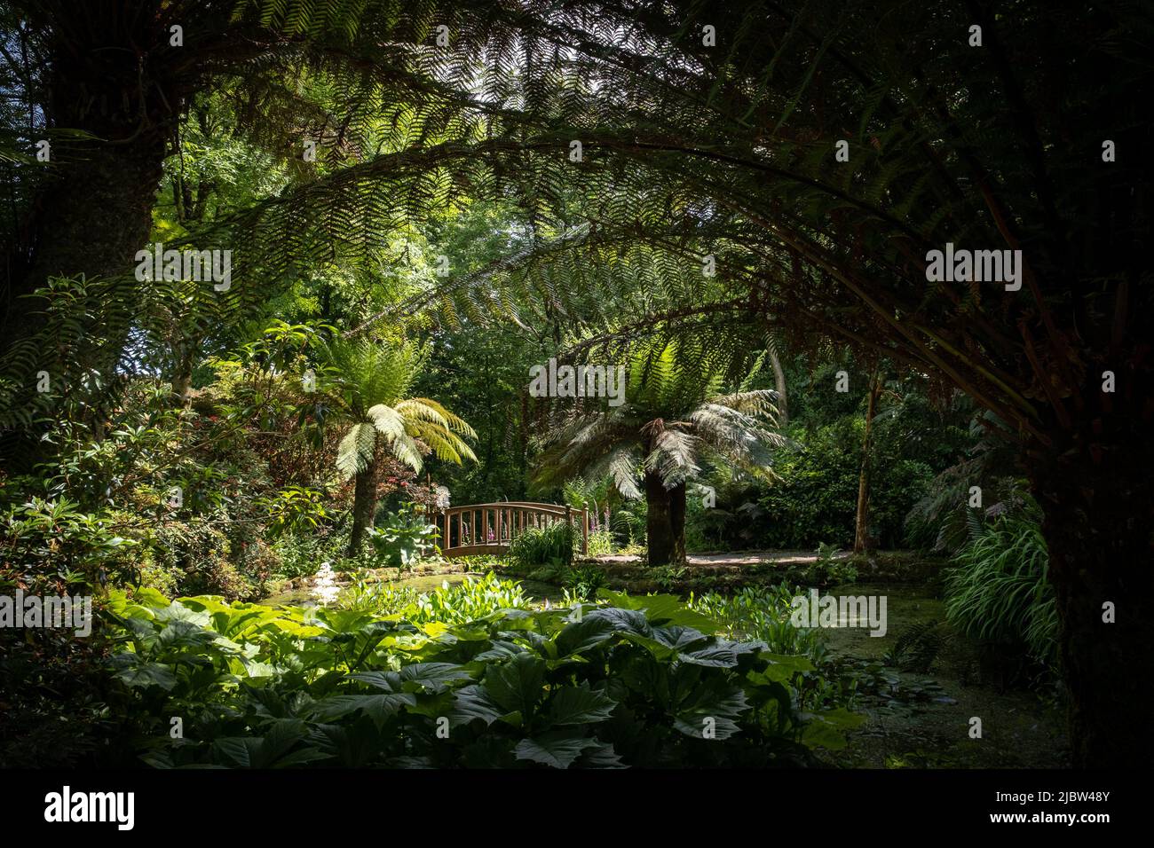 View through sweeping tree ferns to well lit scene beyond of more ...