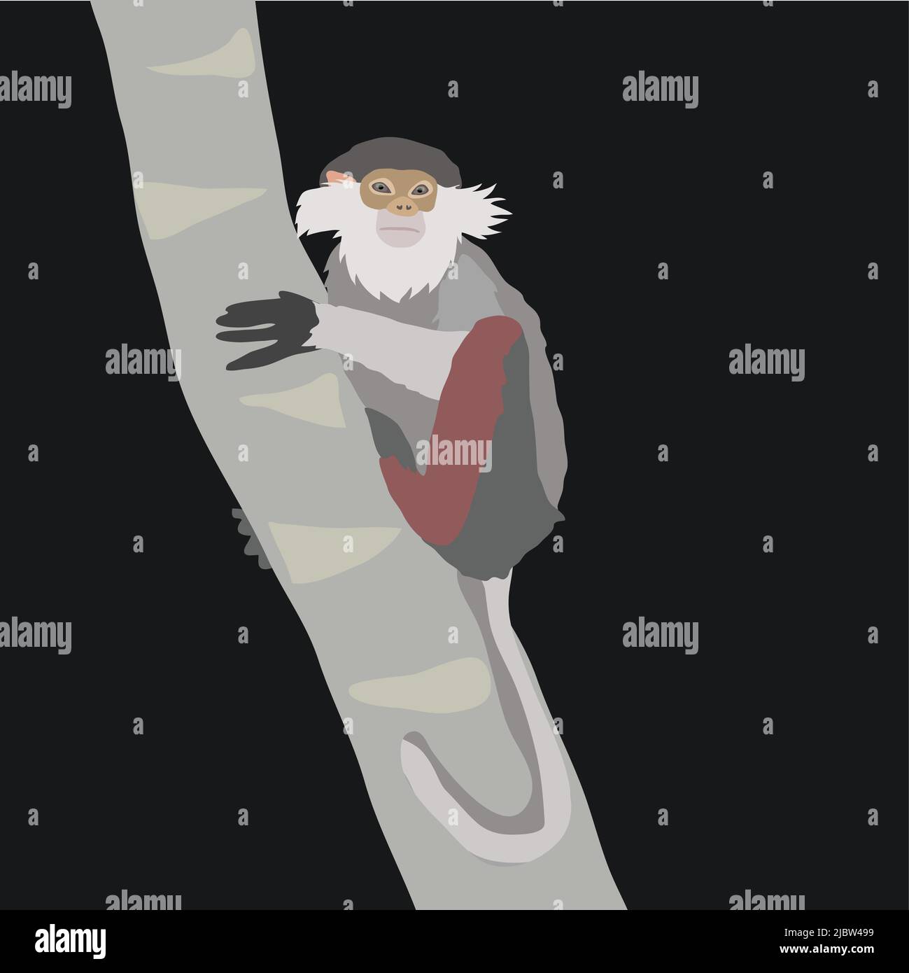 Red-shanked douc langur Clip art-Monkey clip art Stock Vector Image ...