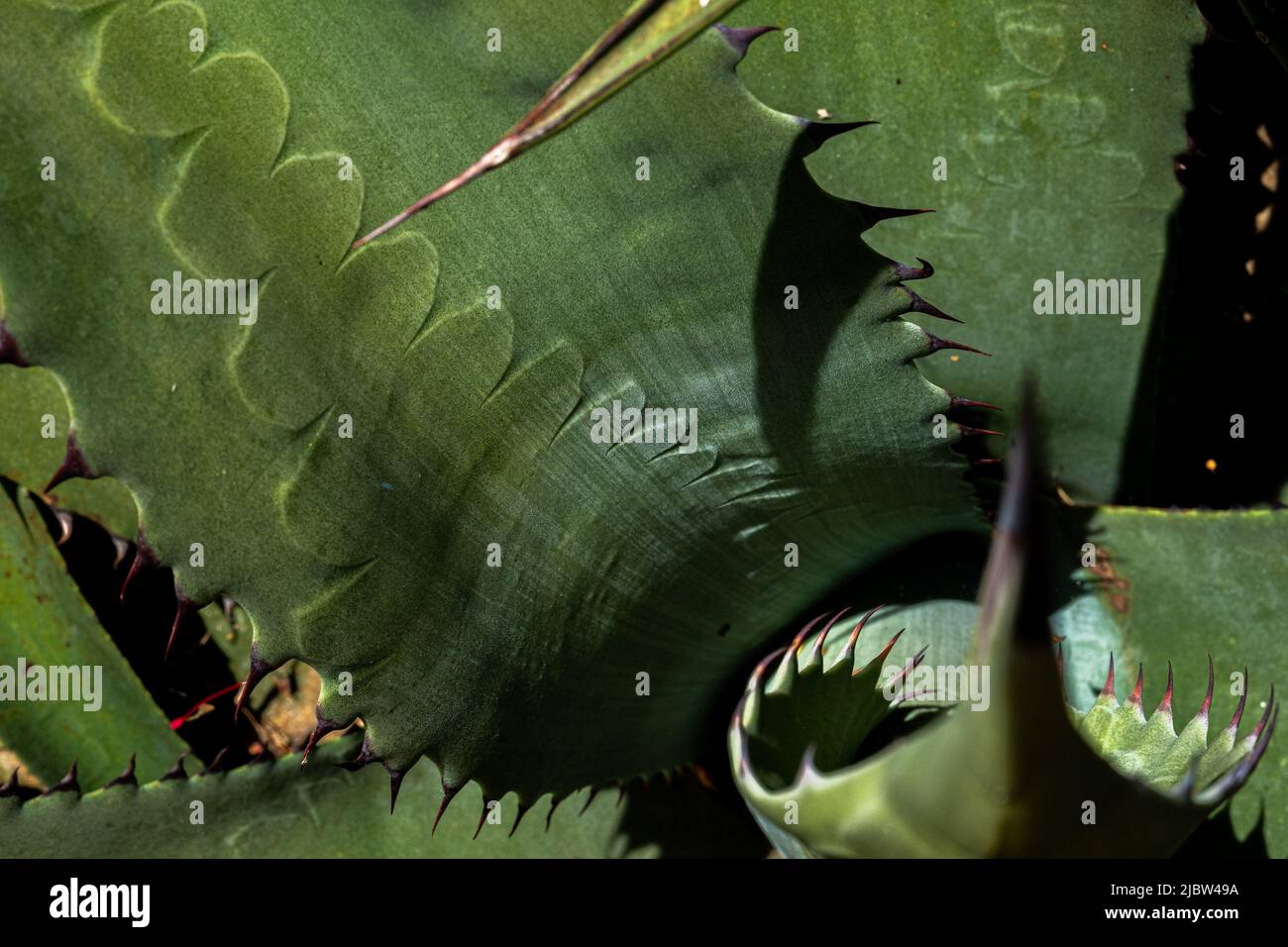 Strange squiggly curved shapes down the centre of a wide succulent leaf ...