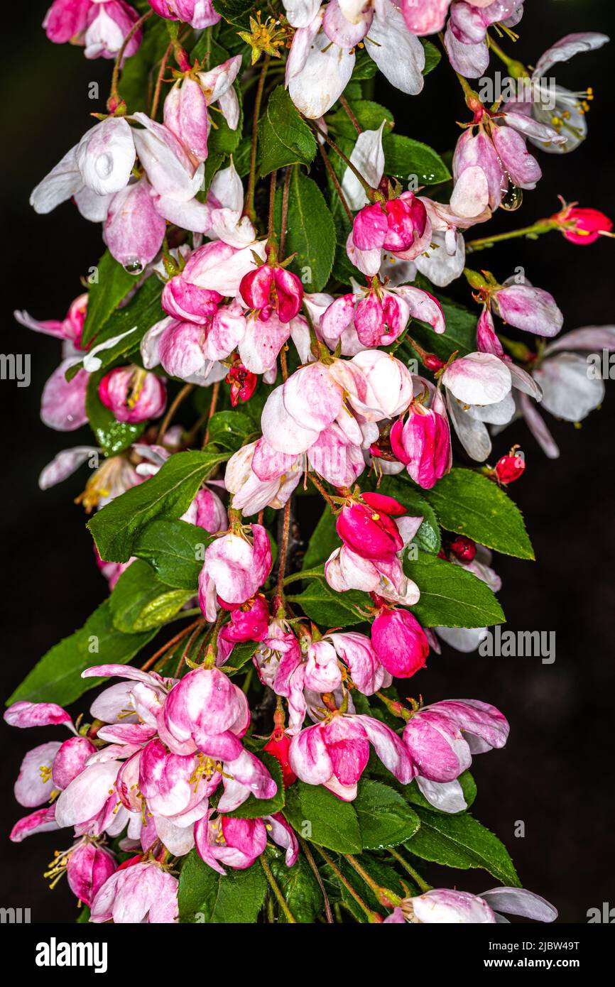 Flowers of Japanese Flowering Crabapple (Malus x floribunda Stock Photo ...