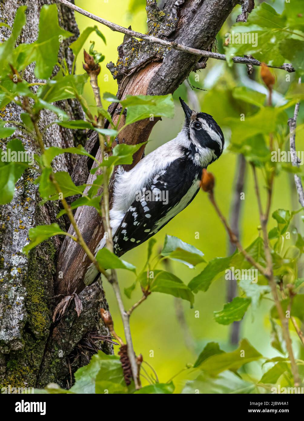 Female hairy woodpecker leuconotopicus hi-res stock photography and ...