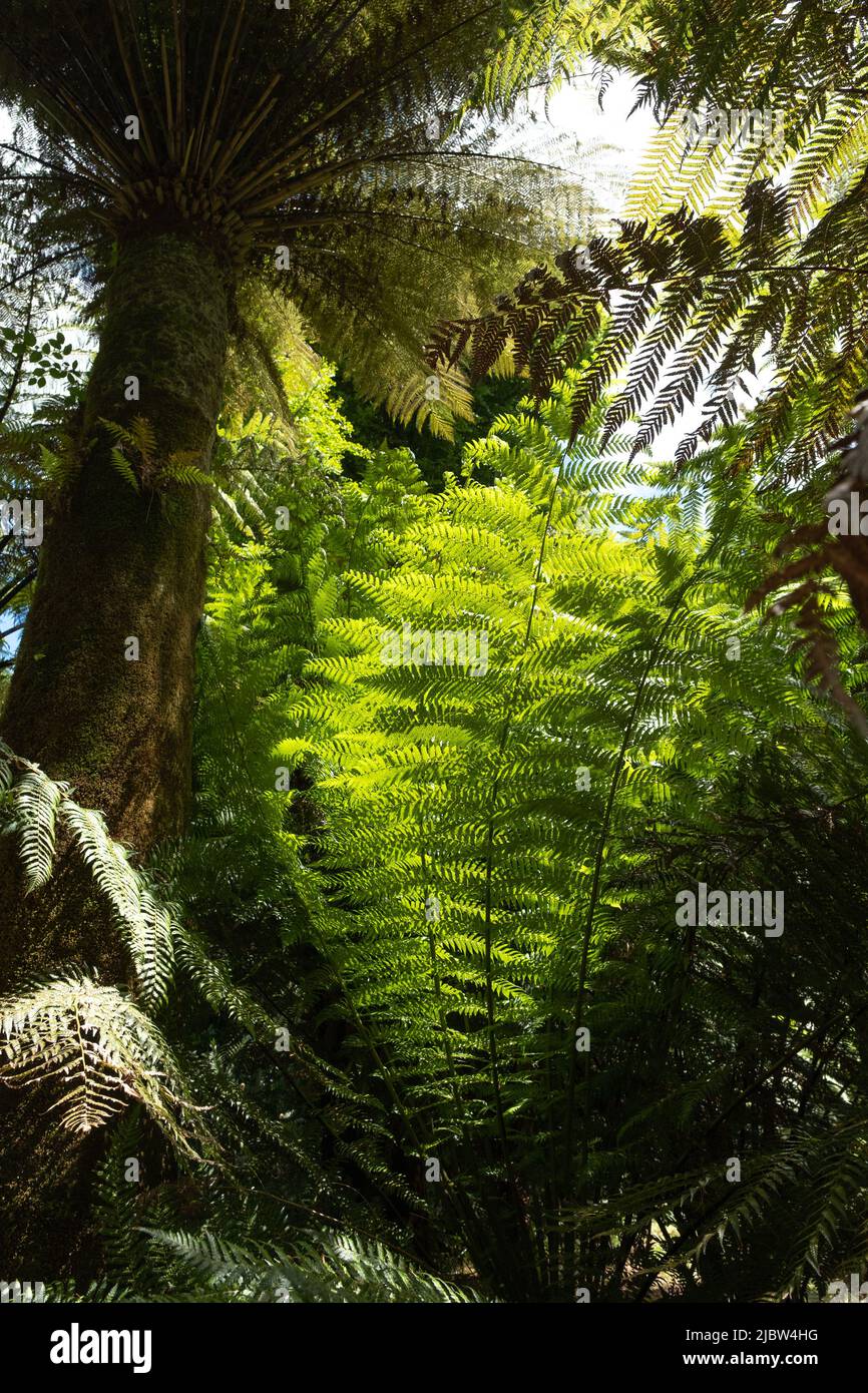 Sea of beautiful ferns backlit to show the beautiful lime green colours ...
