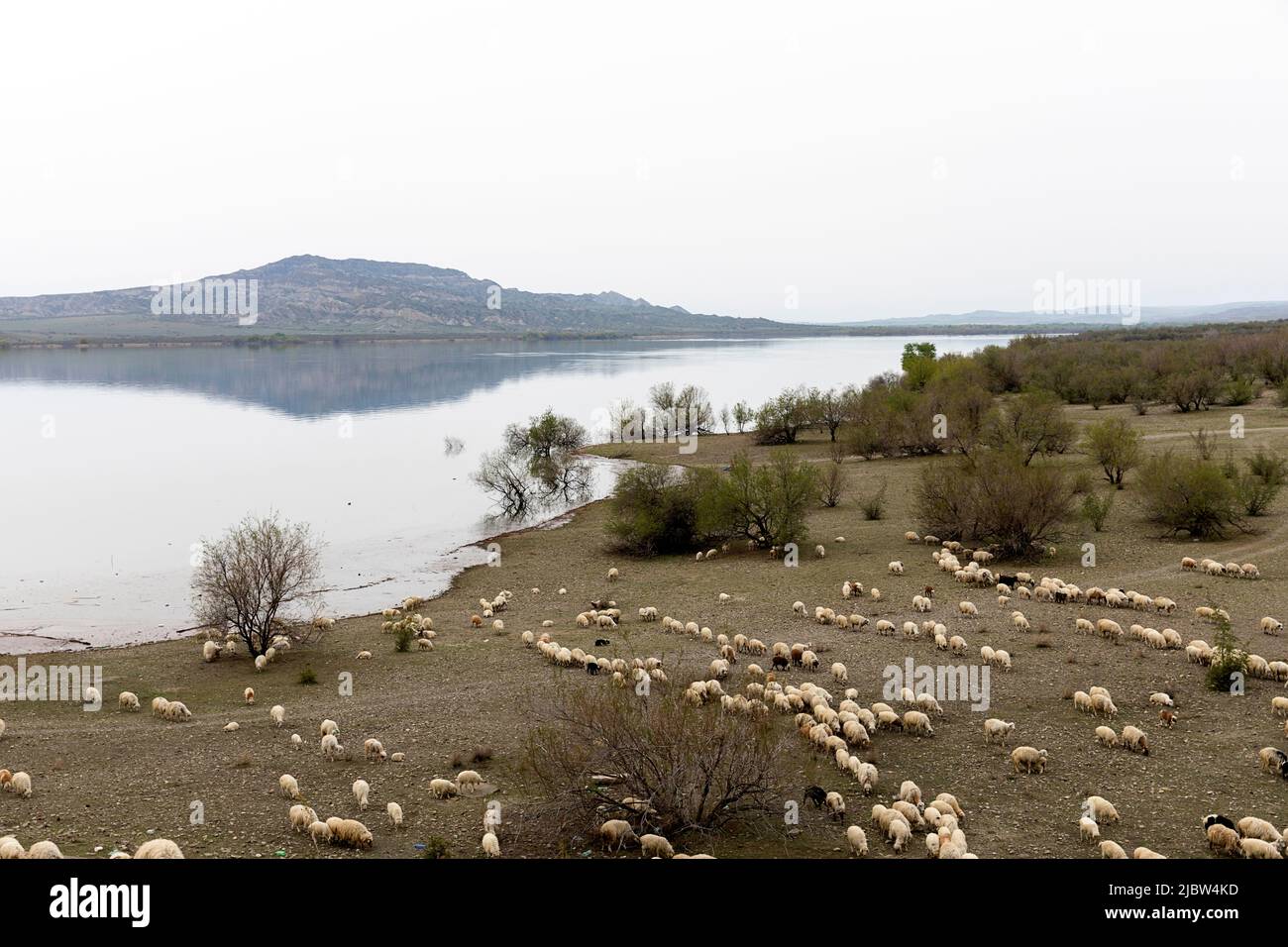 Sheep herd grazing by the Dali Reservoir lake, Chachuna Managed Nature ...