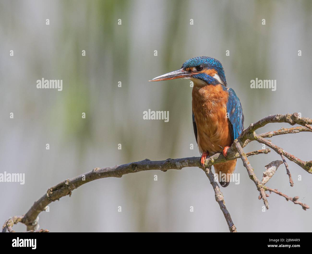 A female Kingfisher, side on, on a branch showing her beautiful colours ...