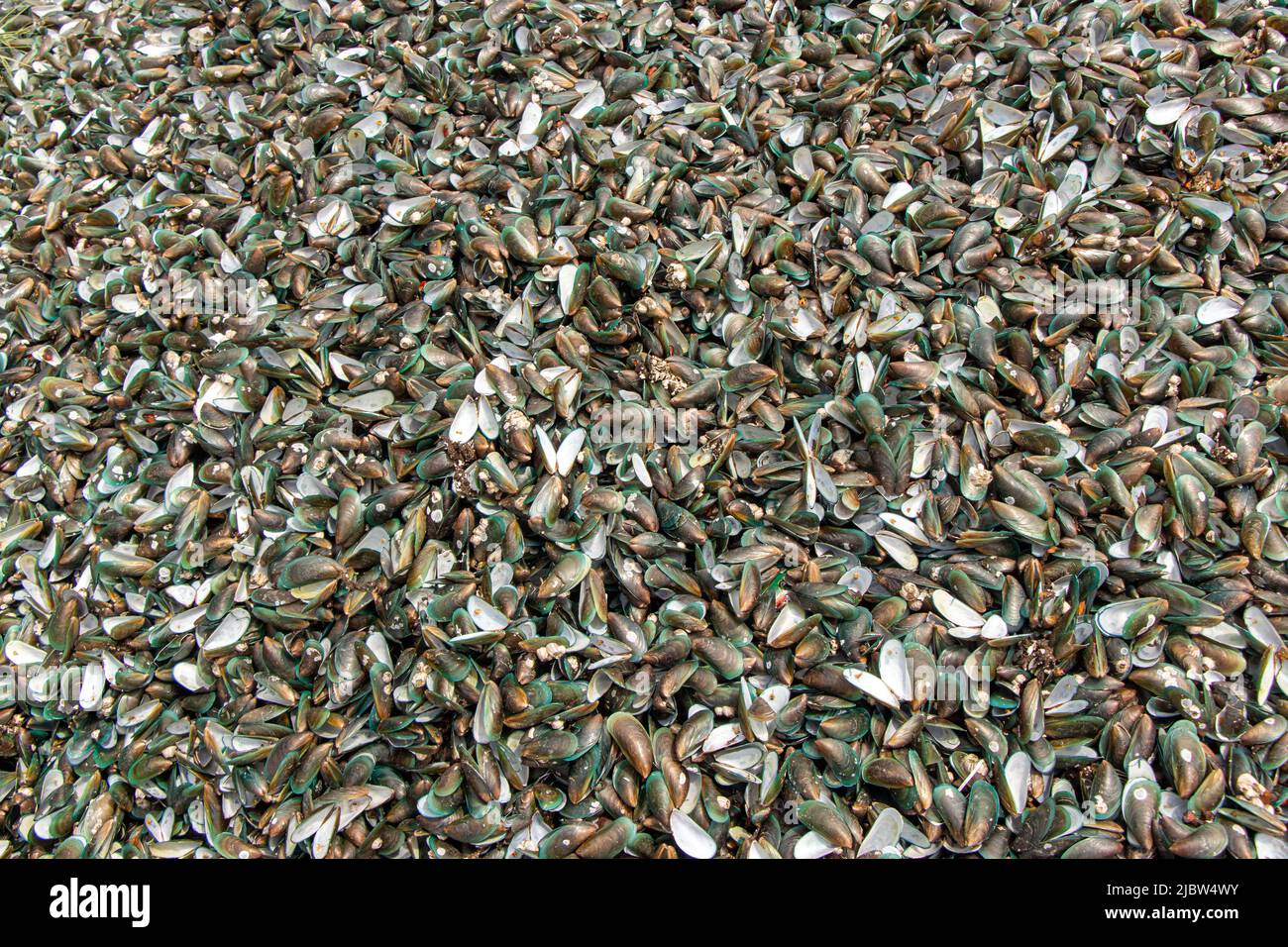 The view of a empty shells of shellfish Stock Photo - Alamy