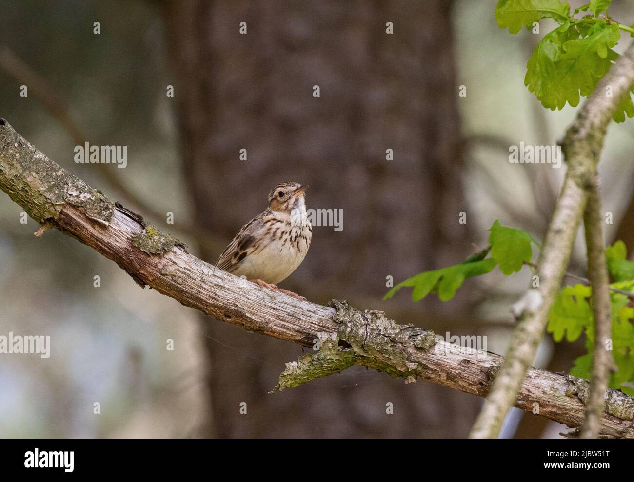 Woodland bird species hi-res stock photography and images - Alamy