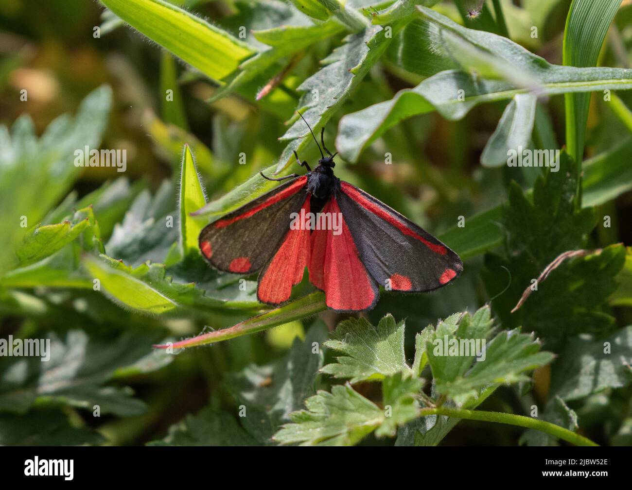 Black And Red Moth