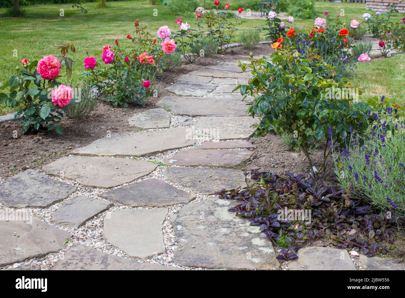 stone paved garden path and flowers - roses and lavender Stock Photo ...