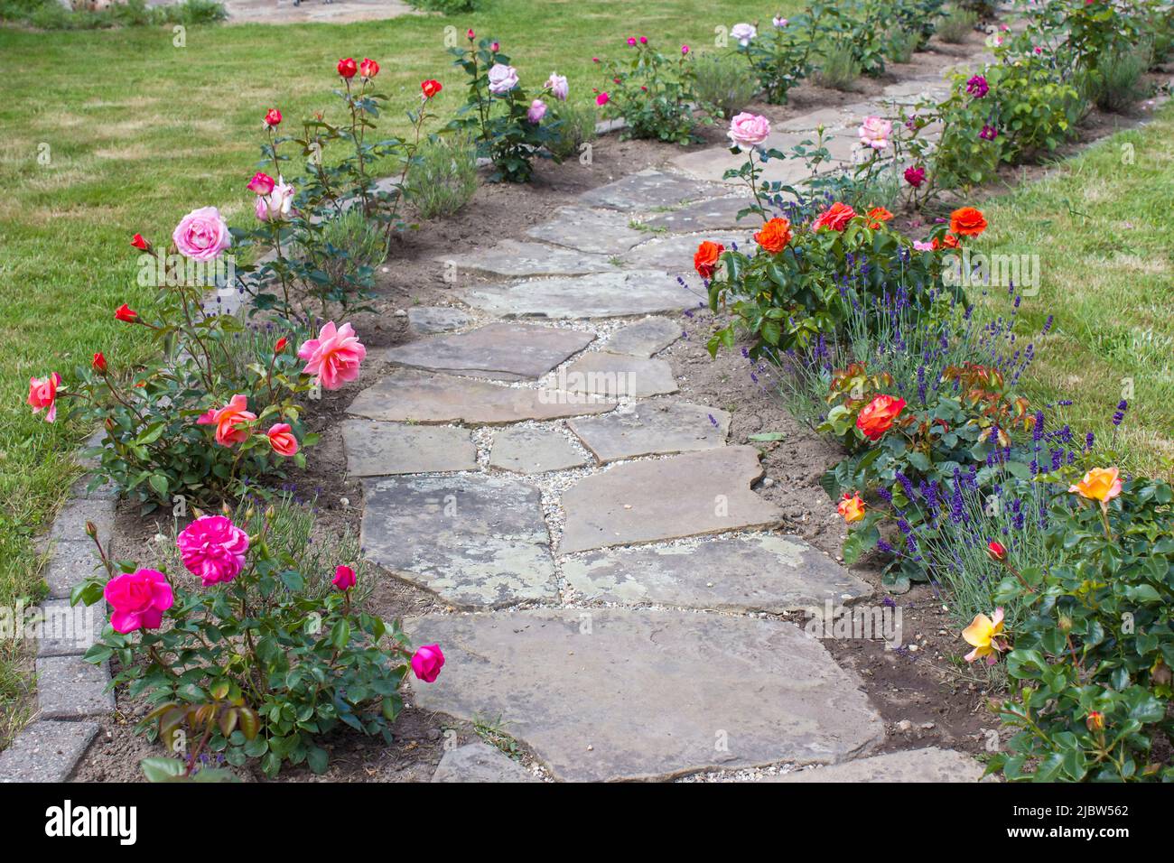 stone paved garden path and flowers - roses and lavender Stock Photo ...
