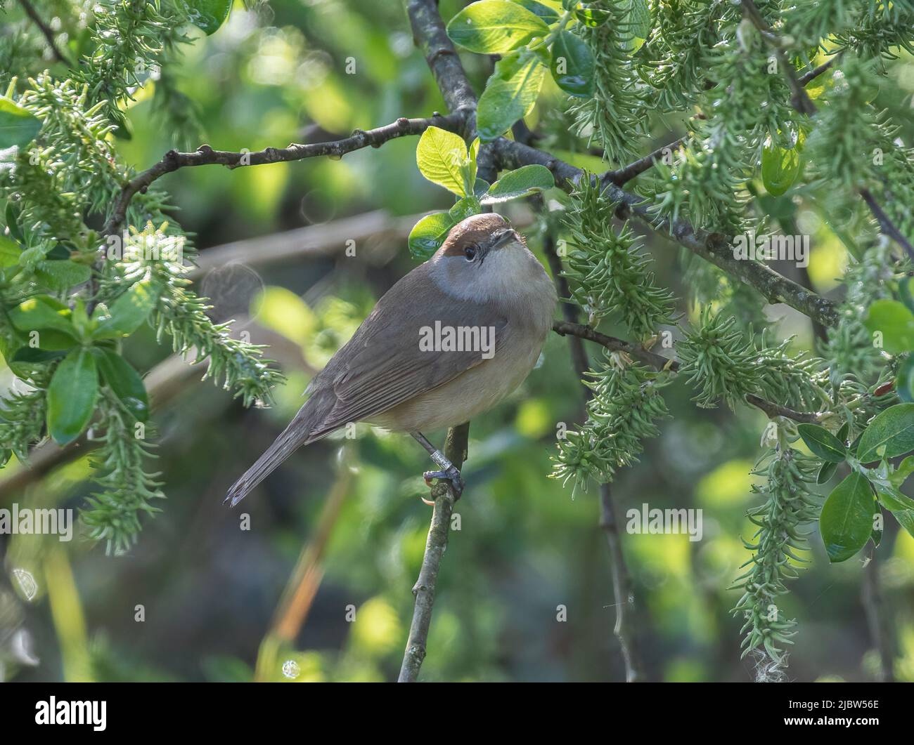 Female common nightingale hi-res stock photography and images - Alamy