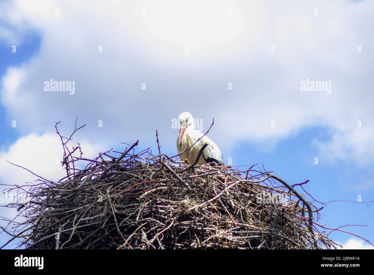 One stork sitting on a nest in front of a cloudy summer sky Stock Photo ...