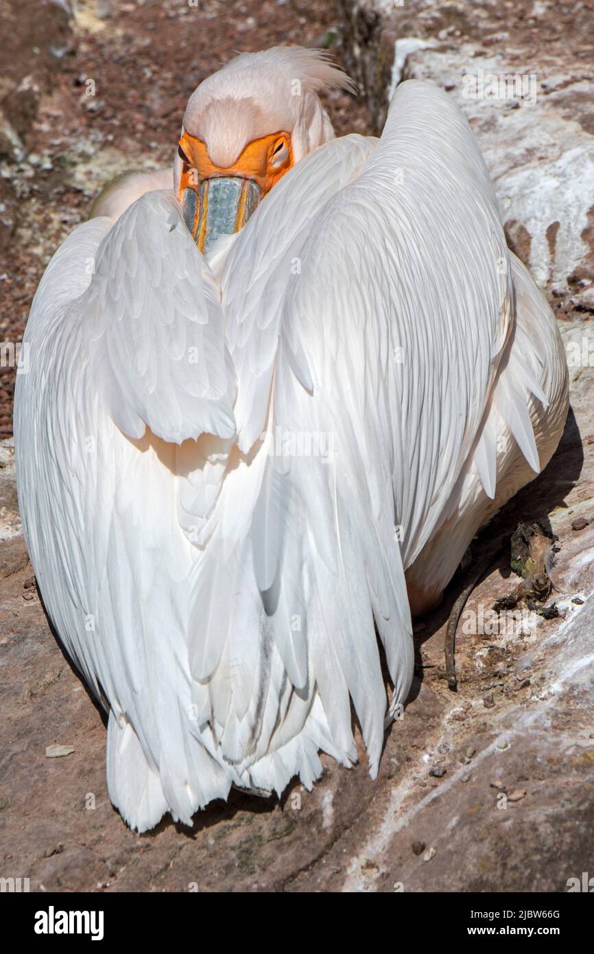 Sleeping pelican hi-res stock photography and images - Alamy