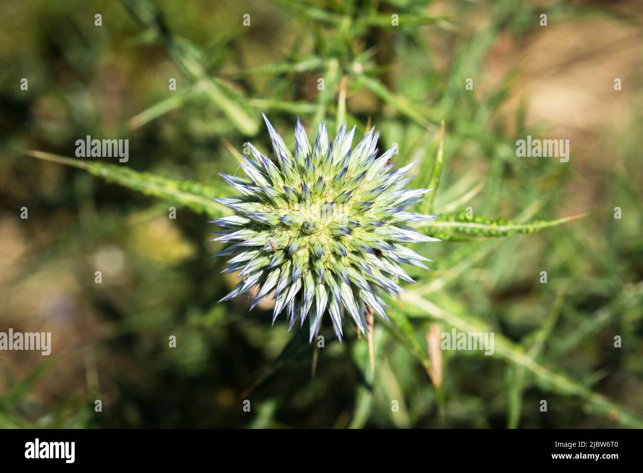 Thornflower hi-res stock photography and images - Alamy