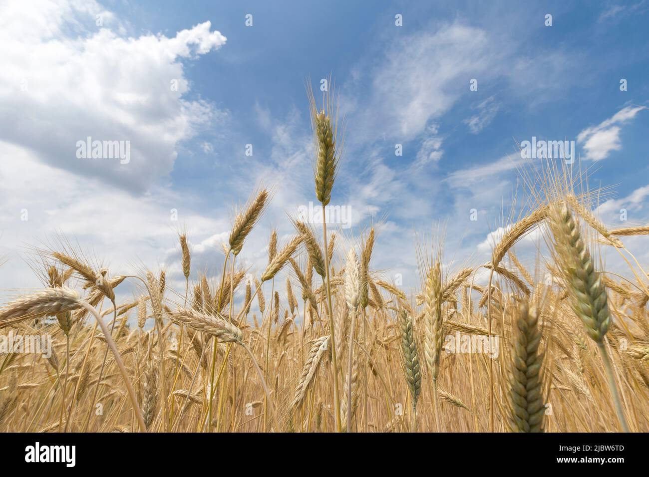 Iconic wheat field view with blue sky and clouds in the background ...