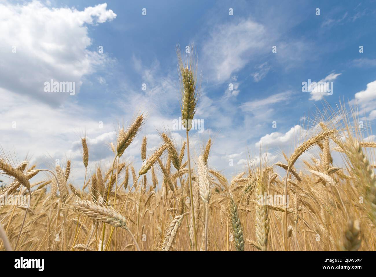 Iconic wheat field view with blue sky and clouds in the background ...