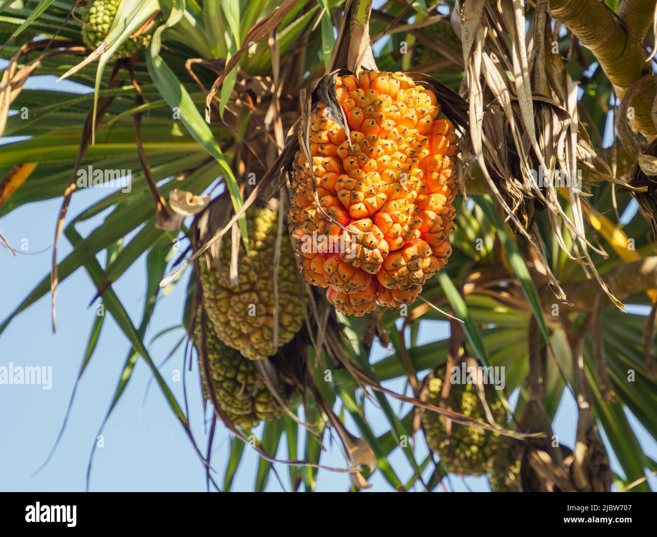 Fruit of pandanus. It is palm-like, dioecious trees and shrubs native ...