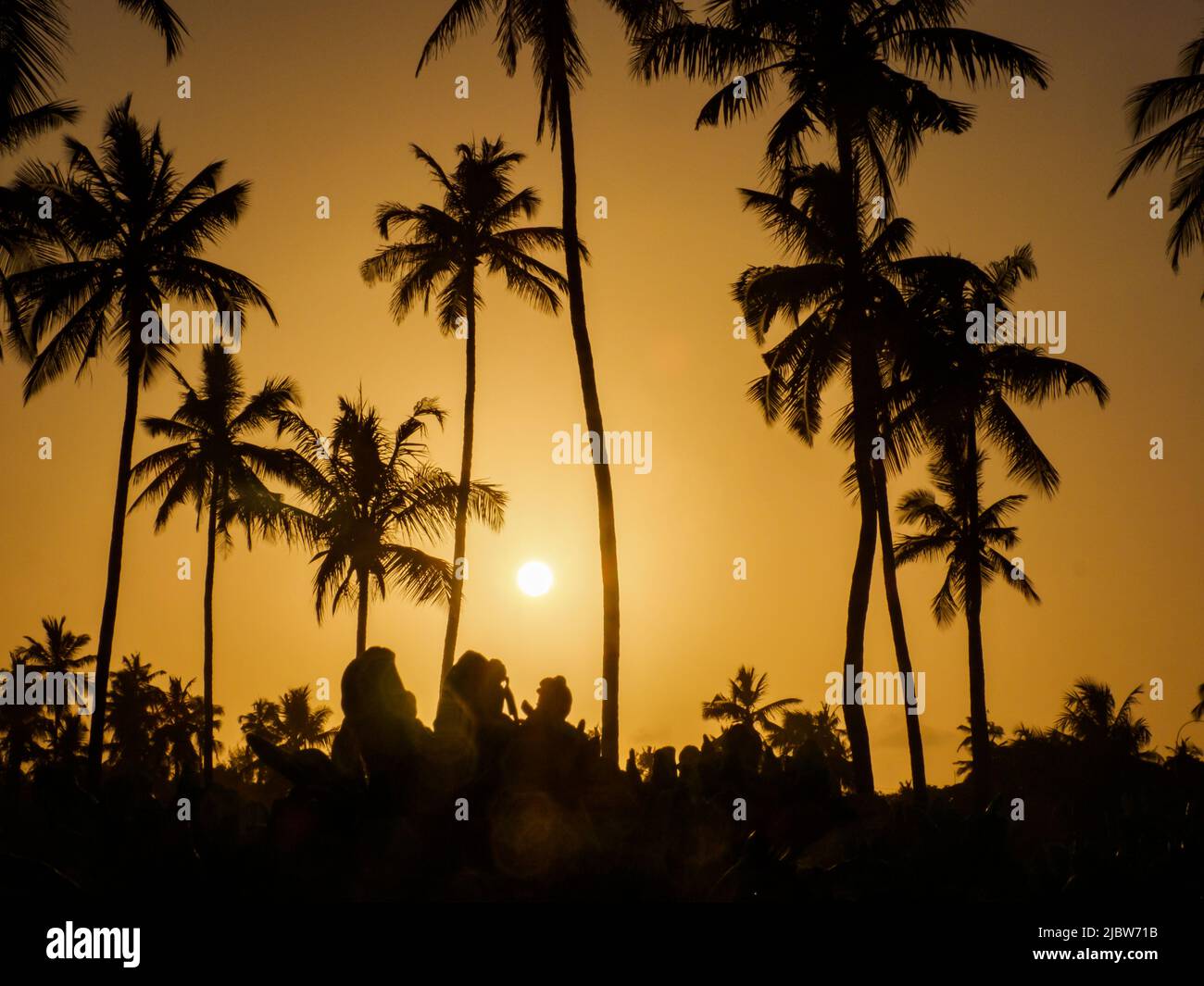 Tropical sunset in Zanzibar between huge palm trees. Africa Stock Photo ...