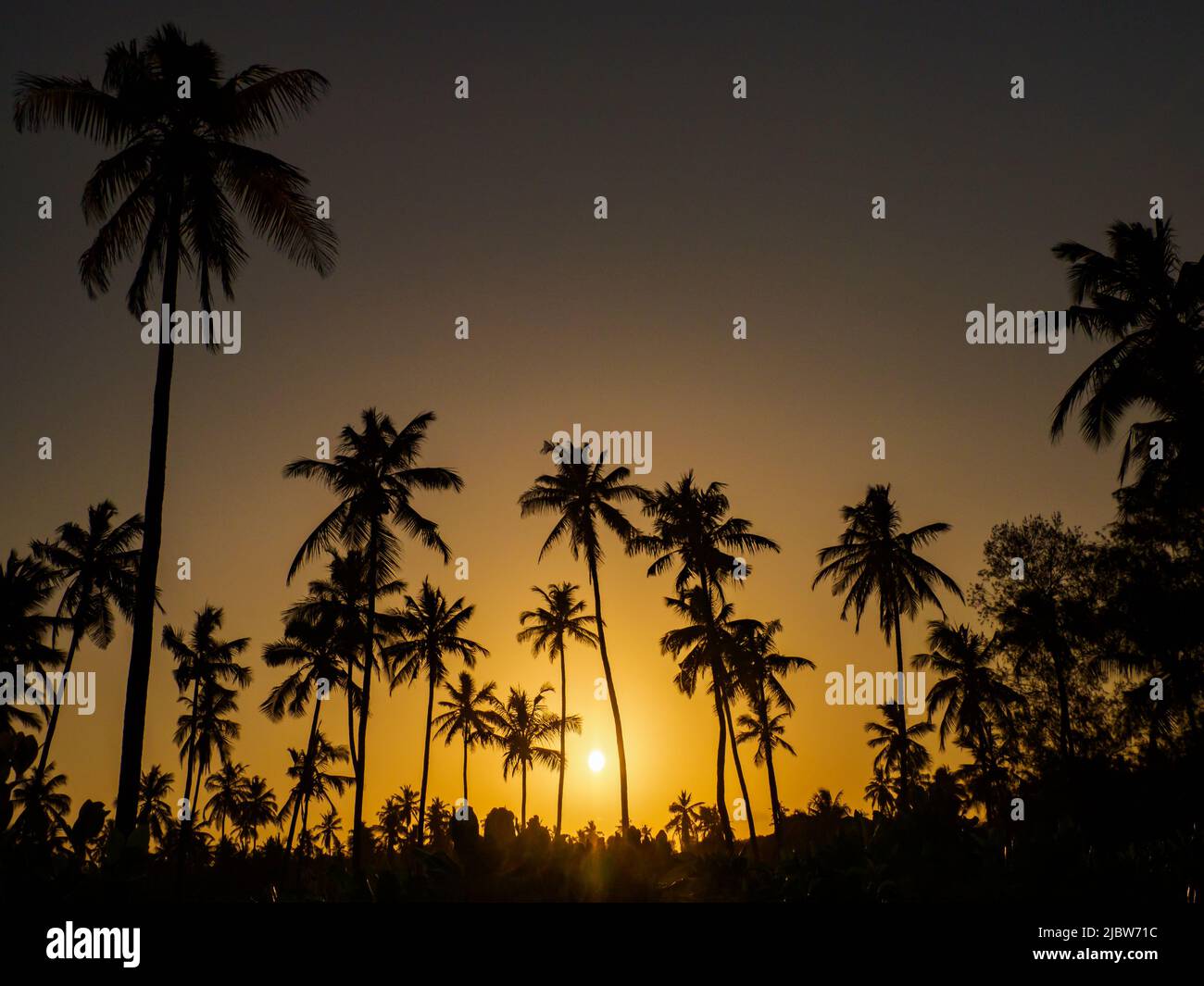 Tropical sunset in Zanzibar between huge palm trees. Africa Stock Photo ...