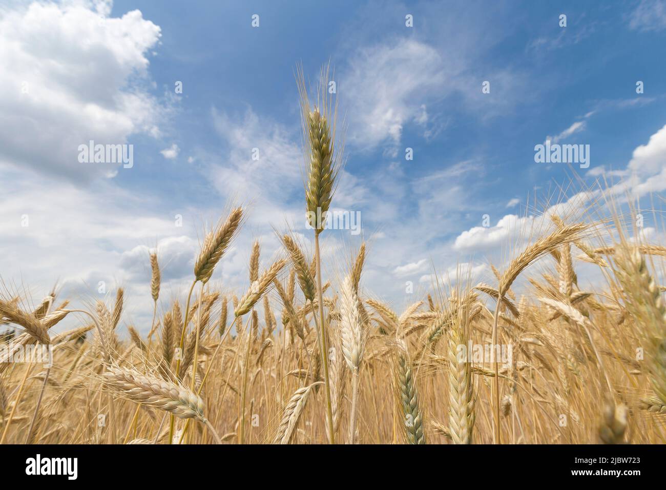 Iconic wheat field view with blue sky and clouds in the background ...