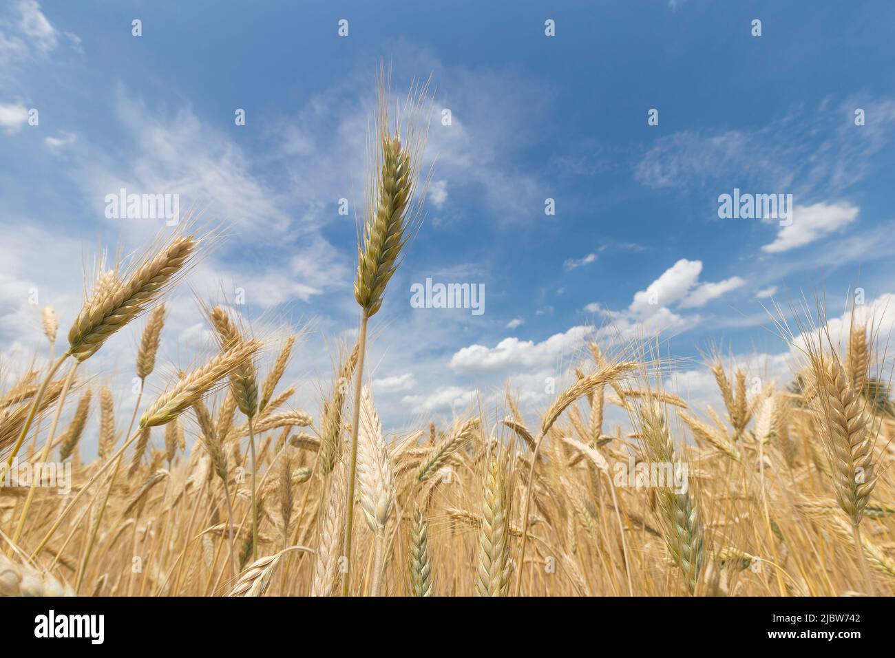 Iconic wheat field view with blue sky and clouds in the background ...