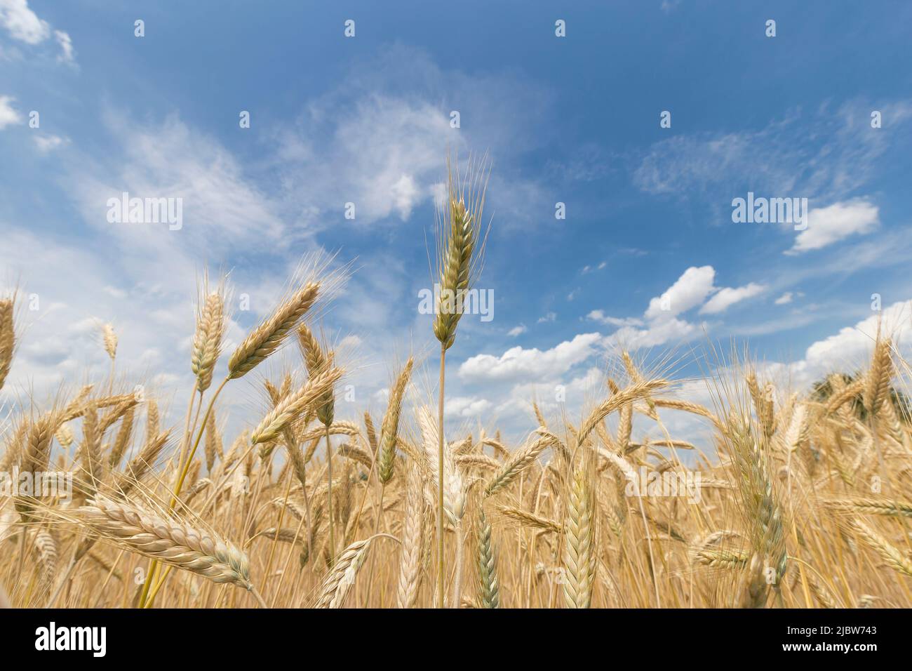 Iconic wheat field view with blue sky and clouds in the background ...