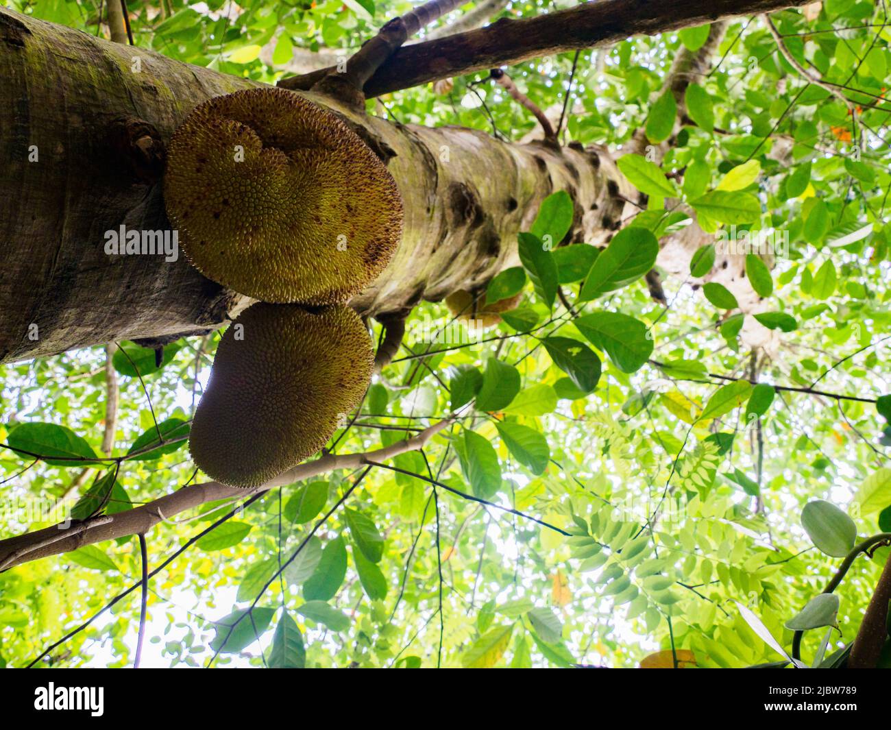 Jackfruit, jackfruit - the fruit of the loaf tree (Artocarpus ...