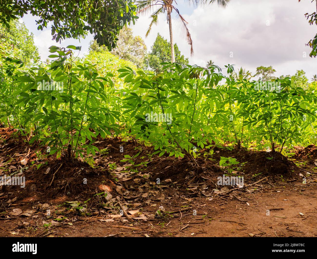 Cassava Plantation On A Tropical Agricultural Plantation In Africa Zanzibar Tanzania Stock