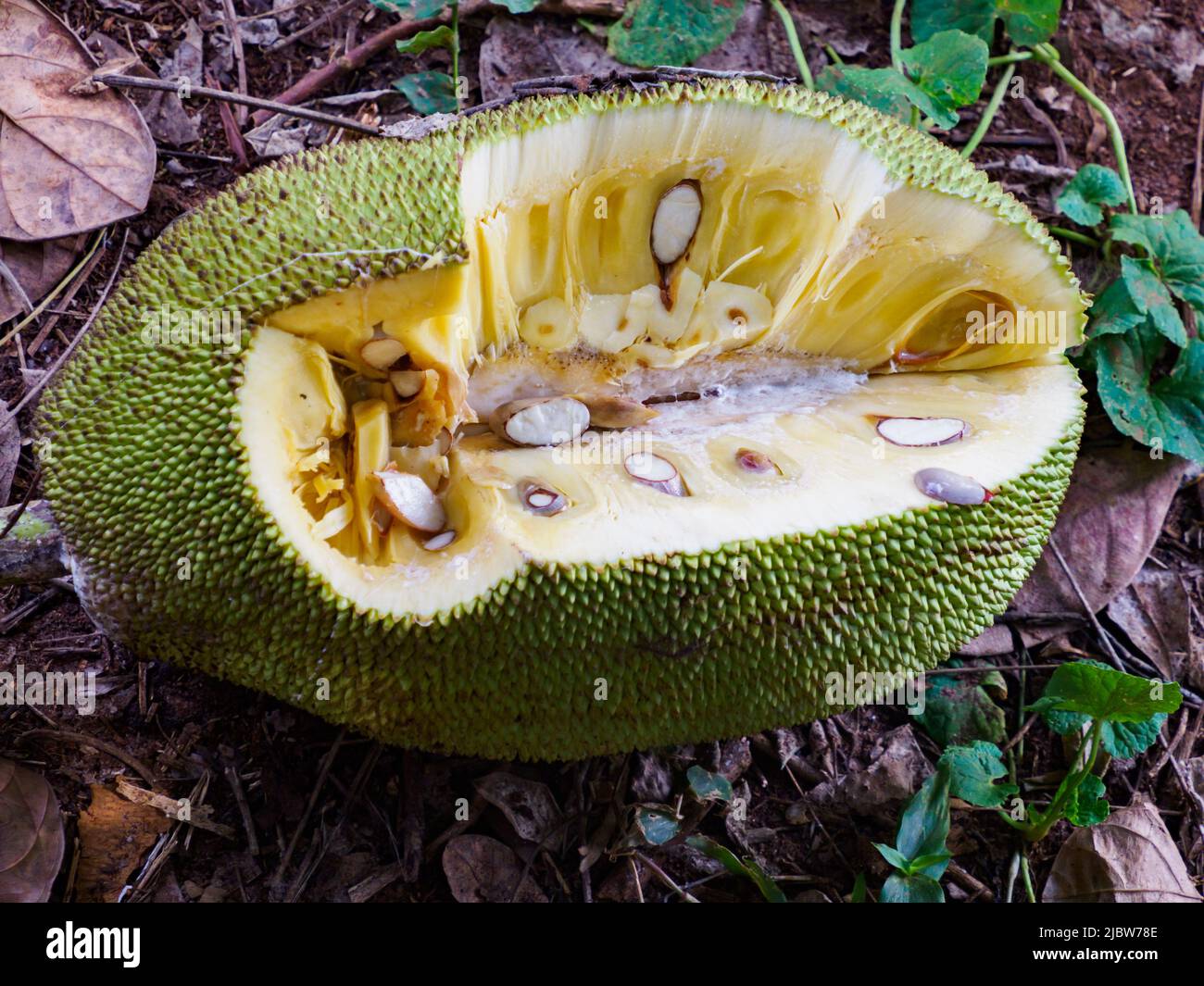 Jackfruit, jackfruit - the fruit of the loaf tree (Artocarpus ...
