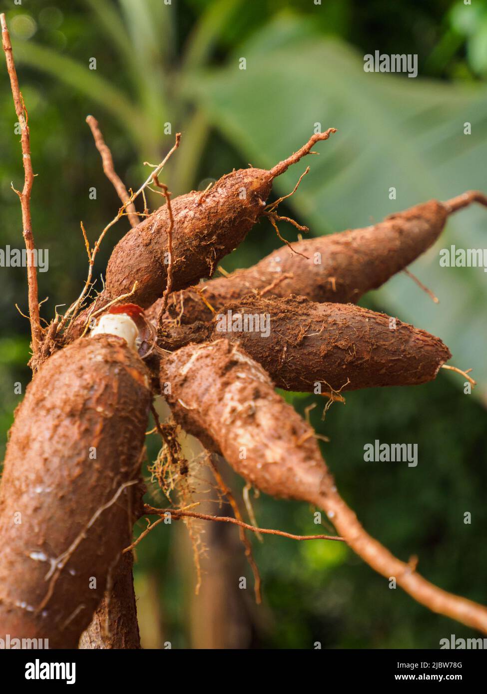 Cassava tubers at a cassava plantation on a tropical agricultural plantation in Africa. Zanzibar ...