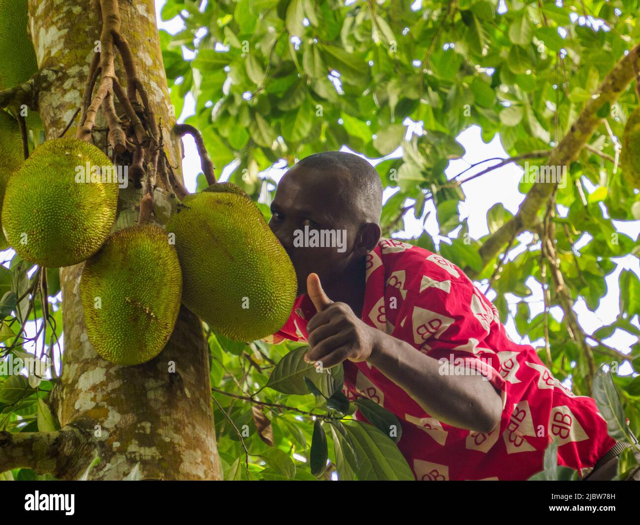 Zanzibar, Tanzania - Feb, 2021: African man showing jackfruit growing ...