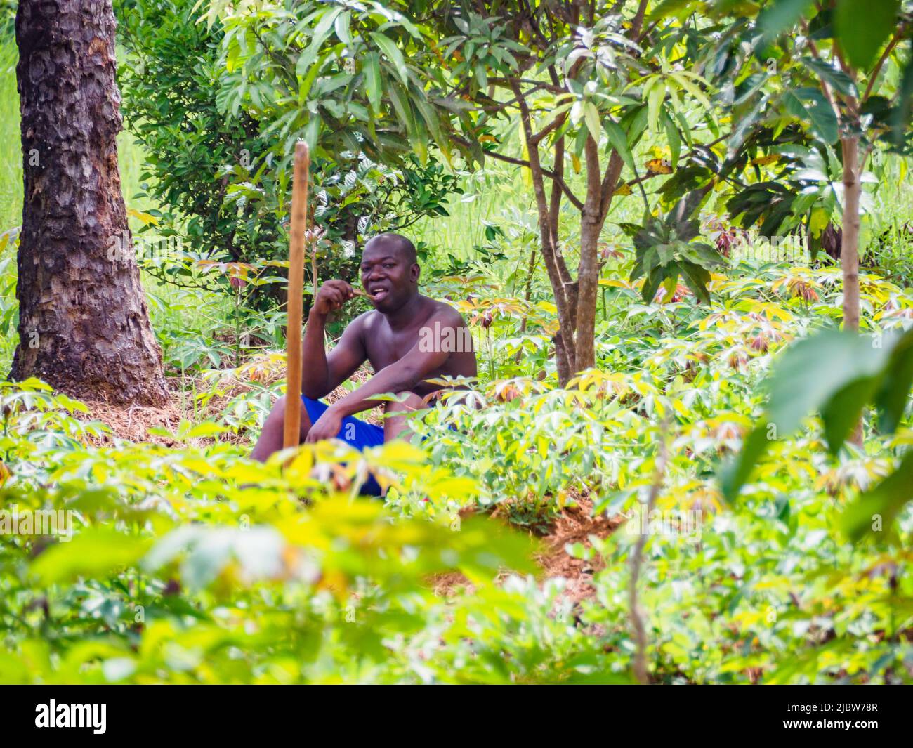Zanzibar Tanzania - Feb, 2021: African man on the cassava plantation on ... Zanzibar Tanzania - Feb, 2021: African man on the cassava plantation on ...