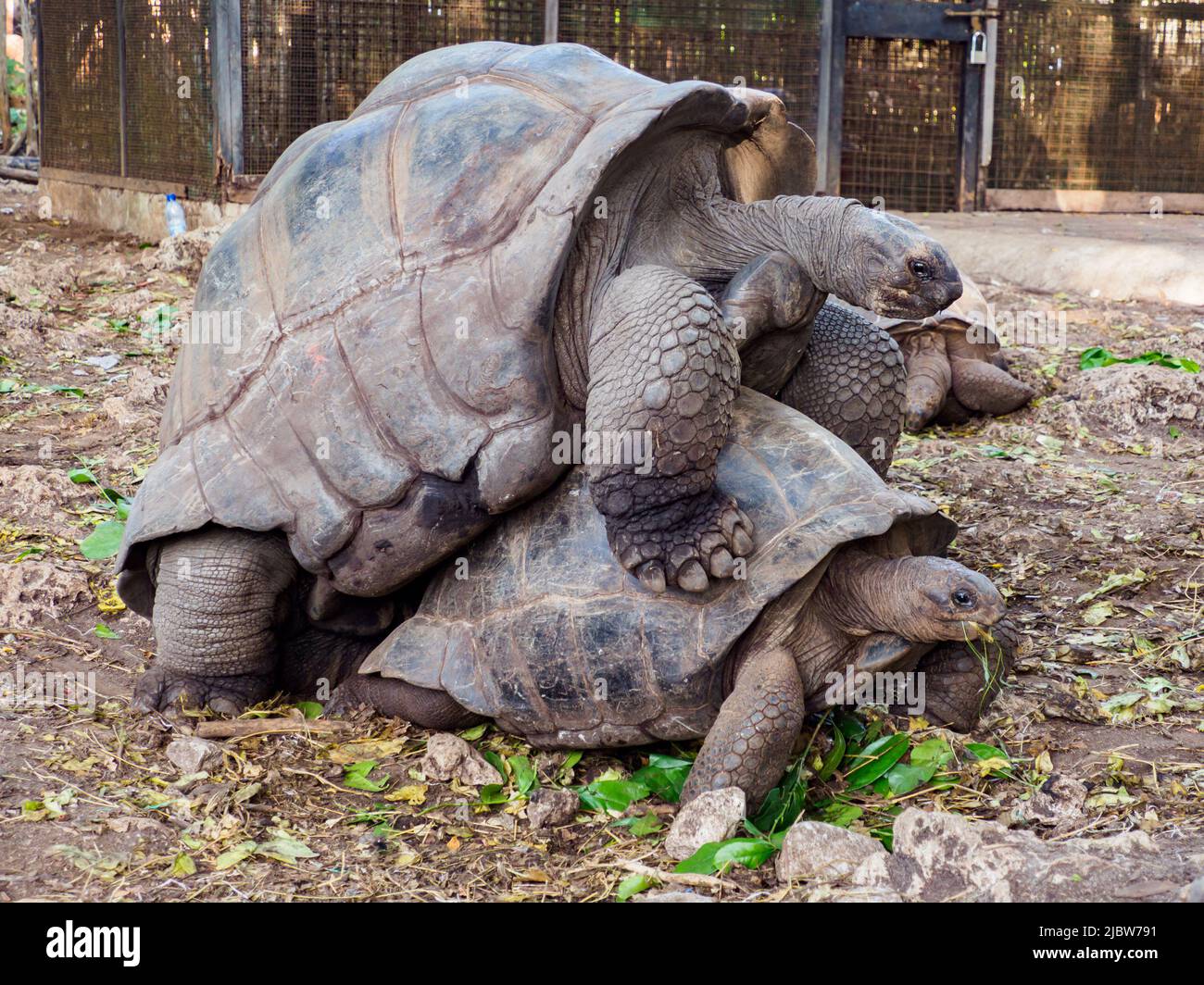 Zanzibar, Tanzania - Jan, 2021: Isolated population of Aldabra giant ...