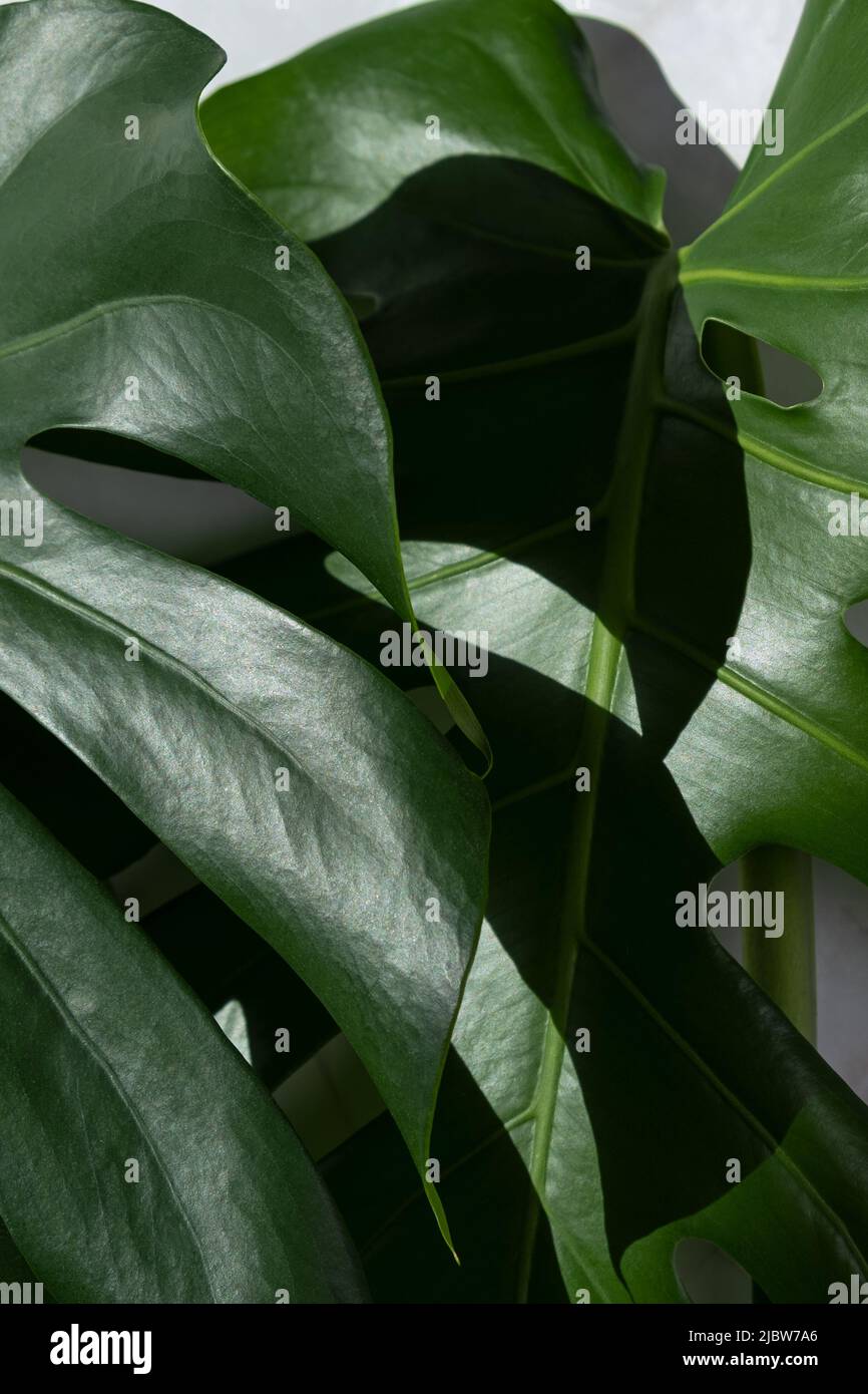 Monstera plant on a grey marble background. concept of minimalism ...