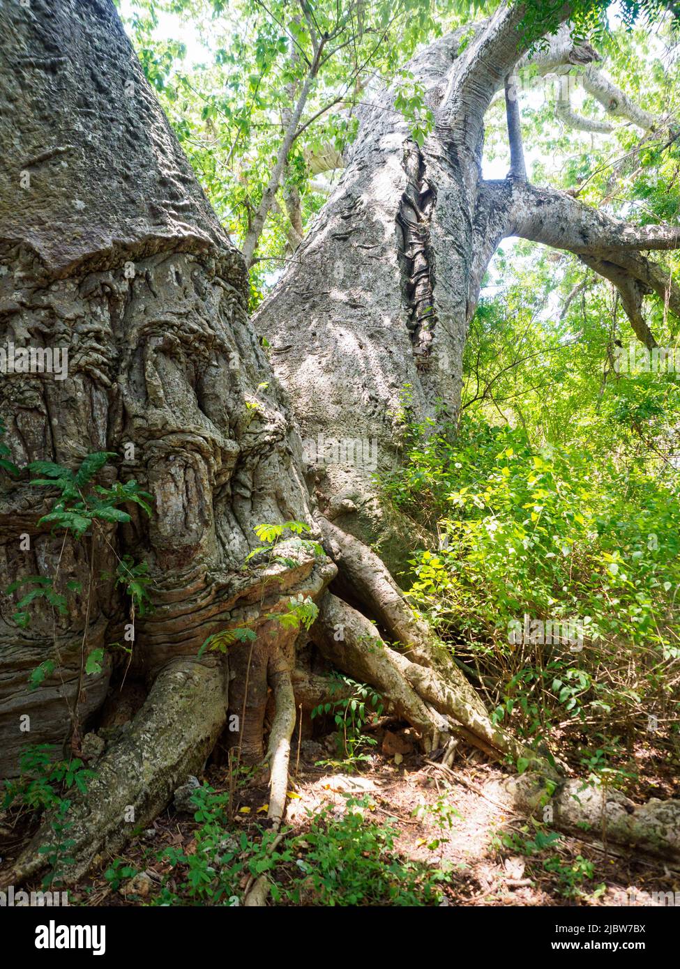 Huge baobab tree. . Tree of happiness, Zanzibar, Tanzania. Africa Stock ...