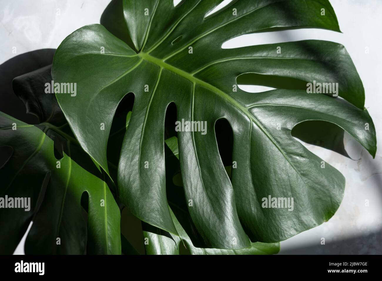 Monstera plant on a grey marble background. concept of minimalism ...