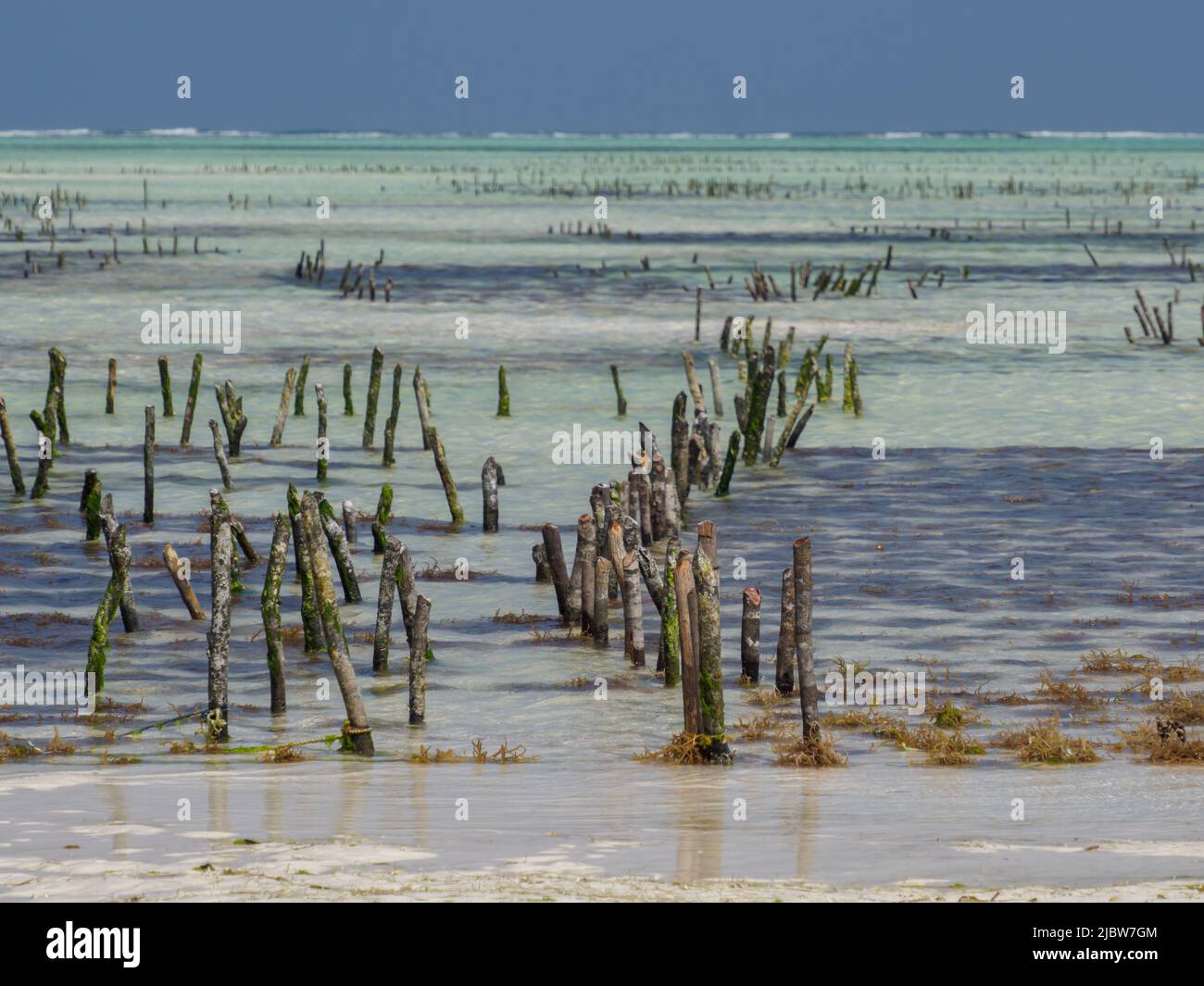 Seaweed mwani hi-res stock photography and images - Alamy