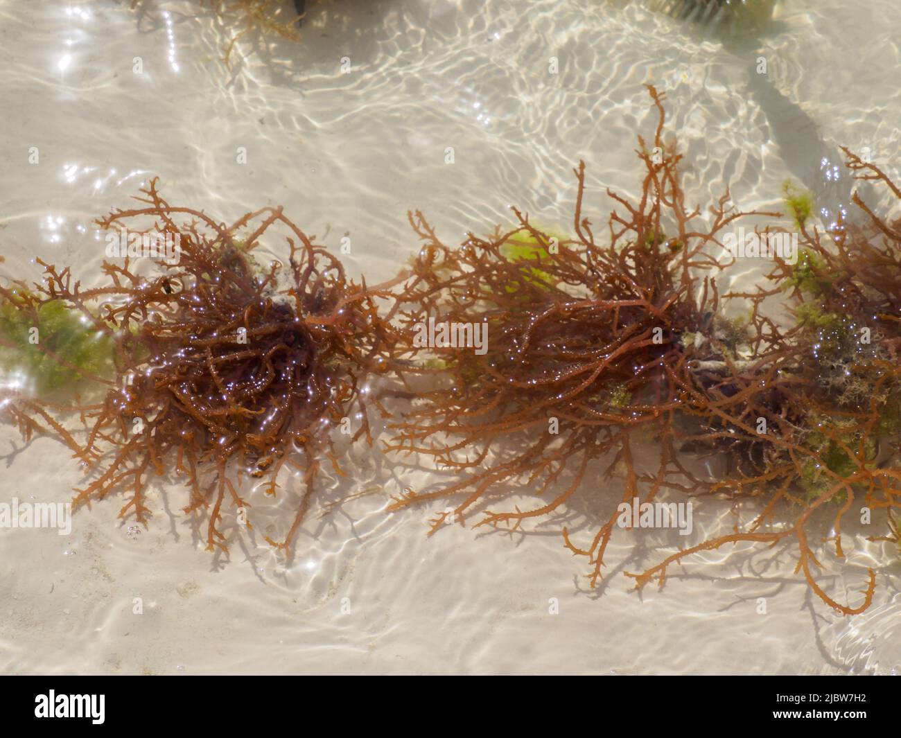 Mwani Zanzibar. View of the Seaweed Growing Center in the waters of the ...
