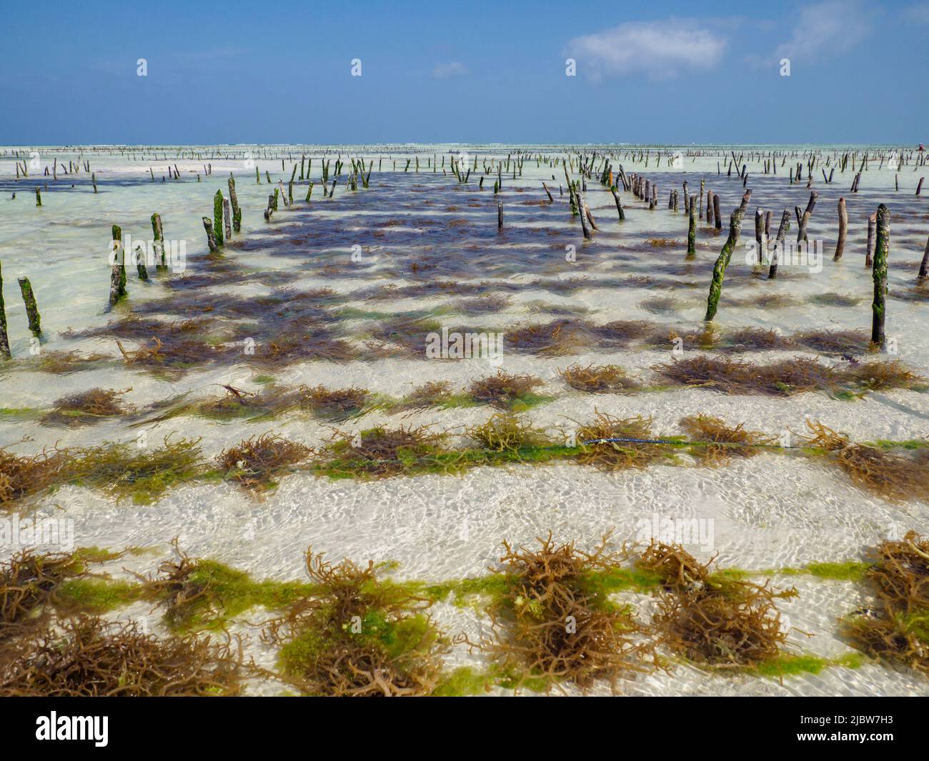 Seaweed mwani hi-res stock photography and images - Alamy