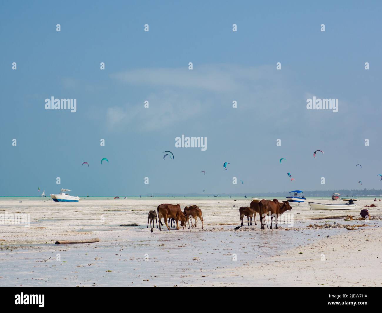 Brown cows on the on tropical beach near Paje in Zanzibar coast during ...