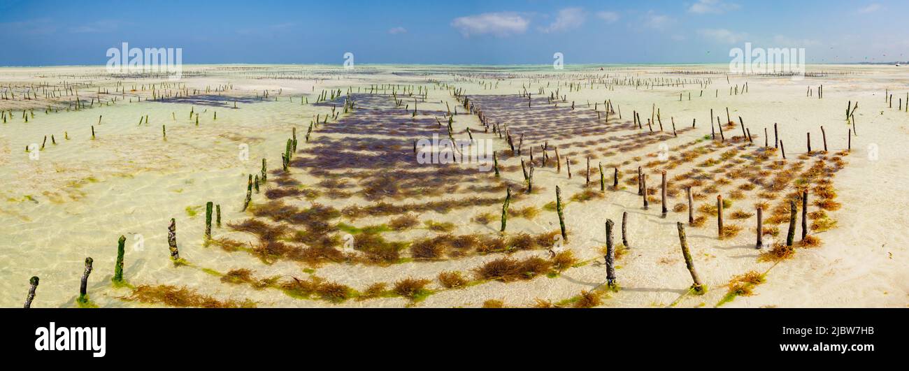 Seaweed mwani hi-res stock photography and images - Alamy